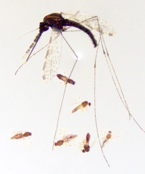 Other flies - FlyBoss