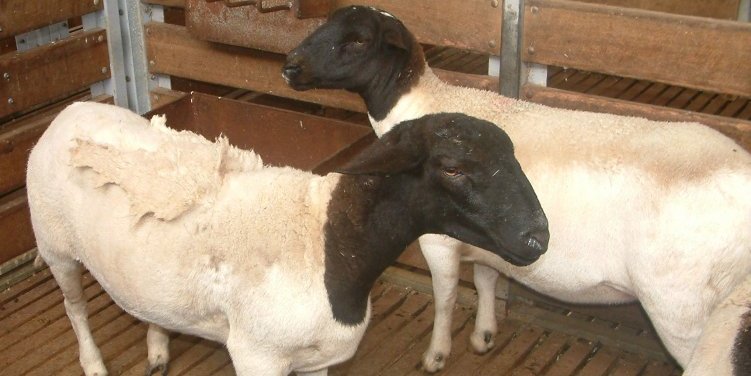 Control of body lice (Bovicola ovis) on shedding and hair breeds of ...