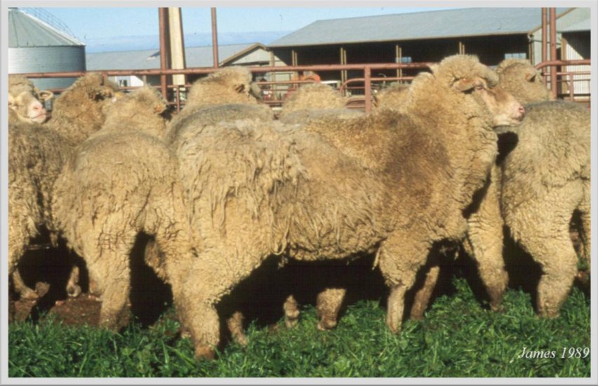 About lice - LiceBoss