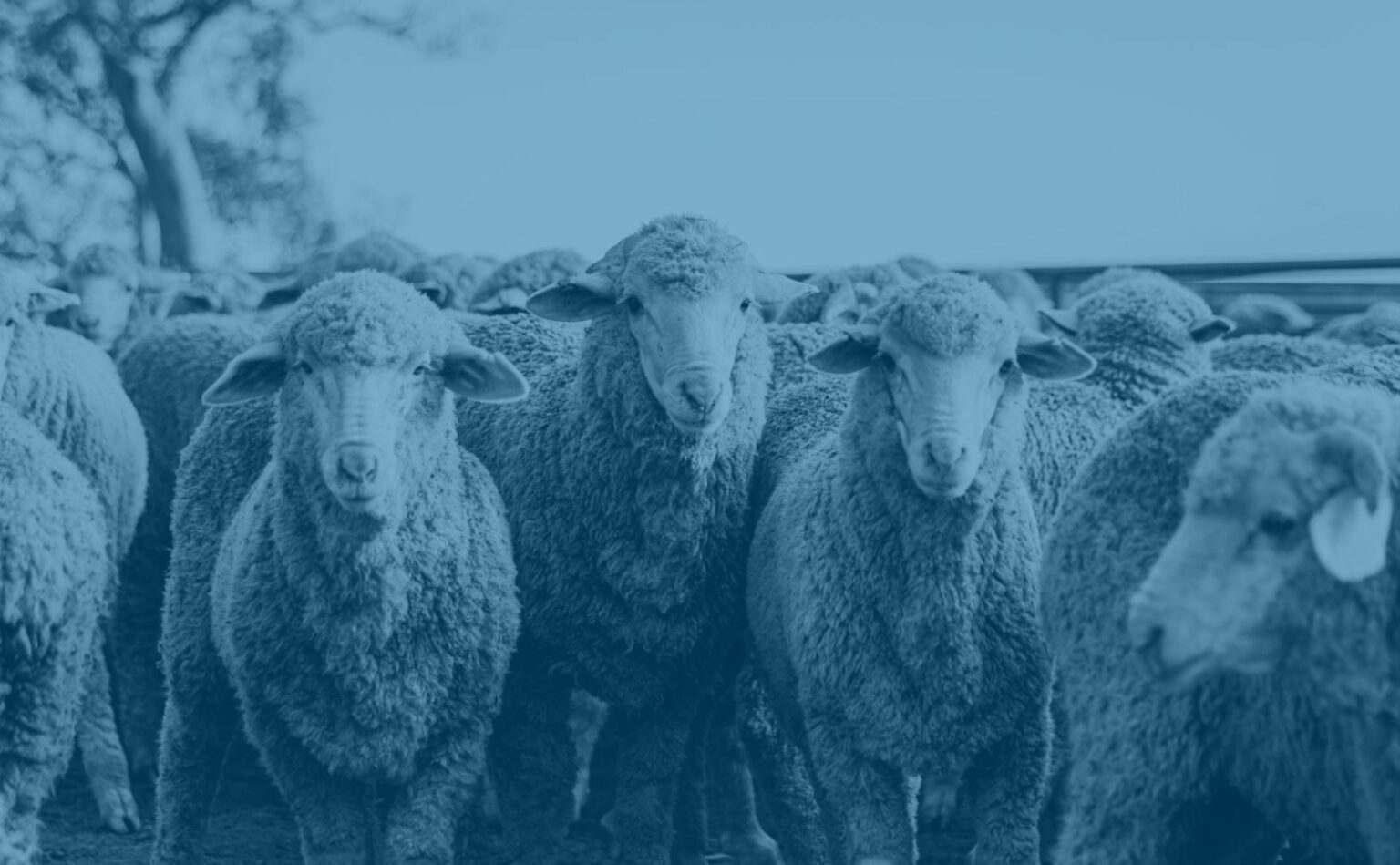 Regional Programs for Cattle, Sheep and Goat - ParaBoss