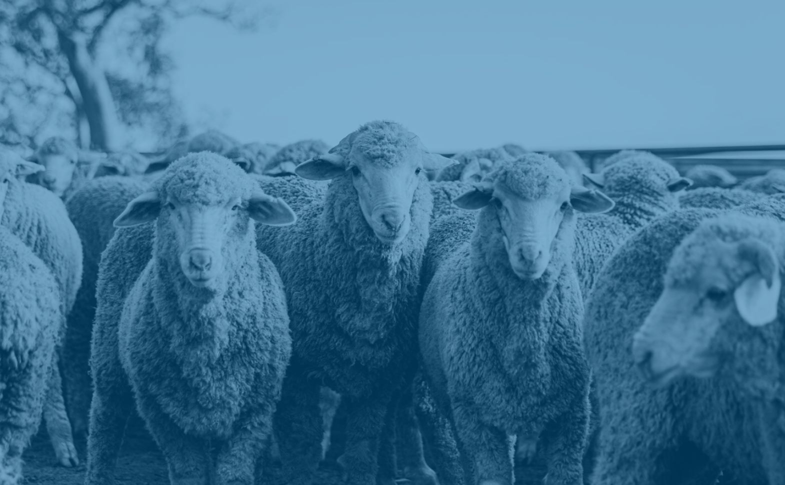 Regional Programs for Cattle, Sheep and Goat - ParaBoss