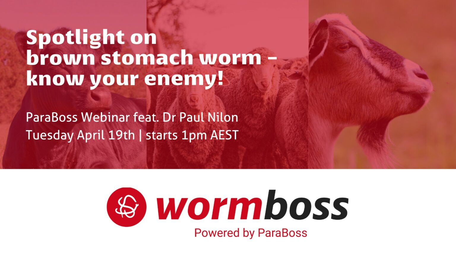 Brown Stomach worm- know your enemy - ParaBoss