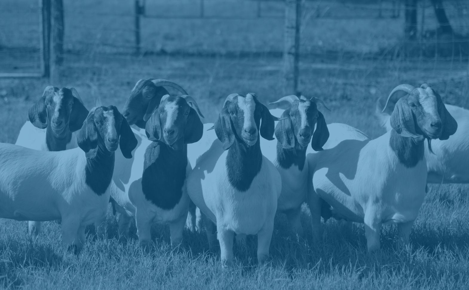 Regional Programs for Cattle, Sheep and Goat - ParaBoss