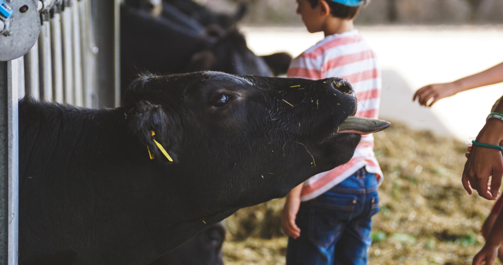 Zoonotic Diseases in Livestock - ParaBoss