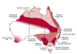 Annual Program for Cattle - ParaBoss