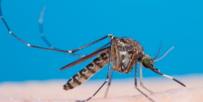 Mozzies in sheep- how to prevent? - ParaBoss