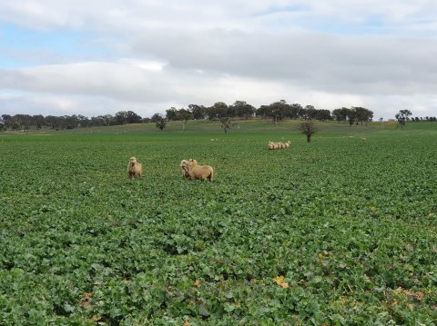 Grazing Management as a Tool for Worm Control - ParaBoss