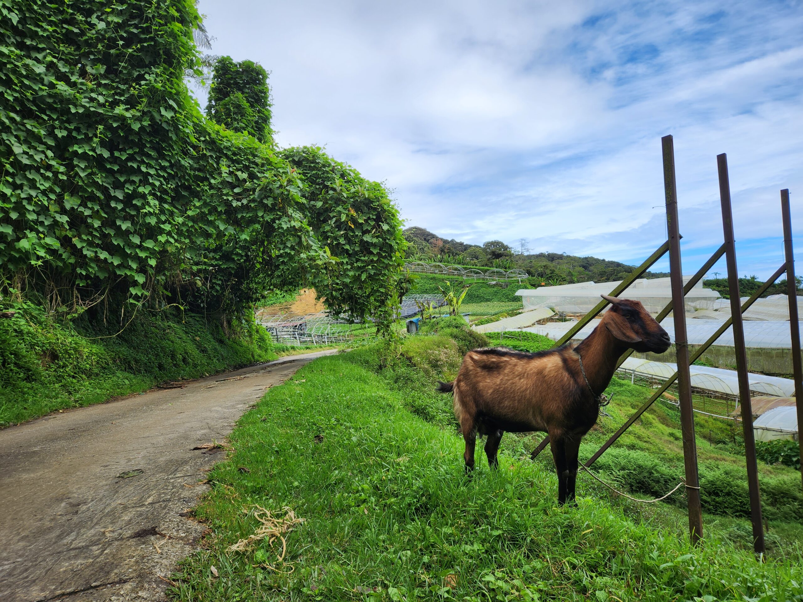 Healthy Goats - Using Management Tools to Create Healthy Goat Herds ...