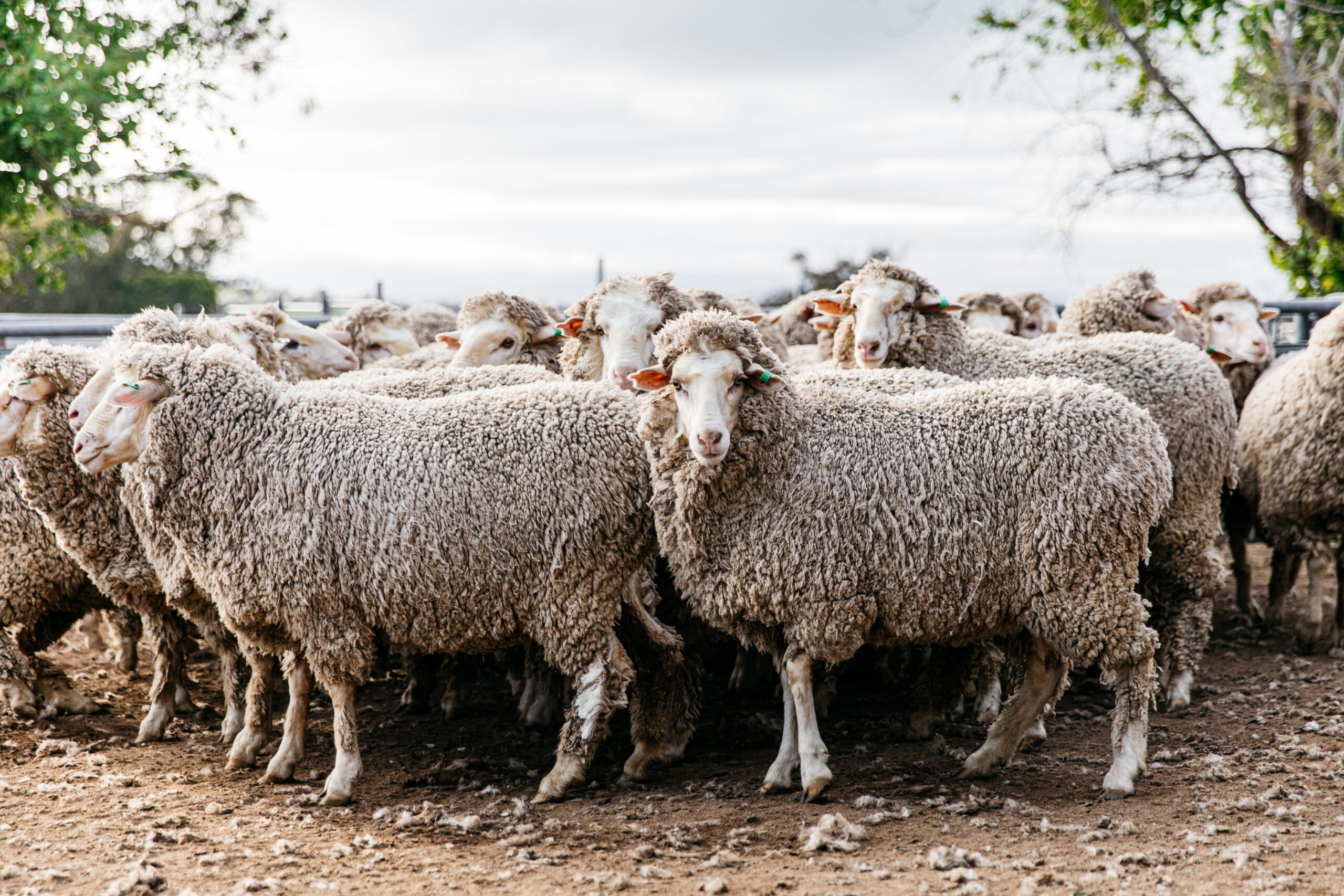 The Next Generation Solution for Lice-Free Sheep - ParaBoss