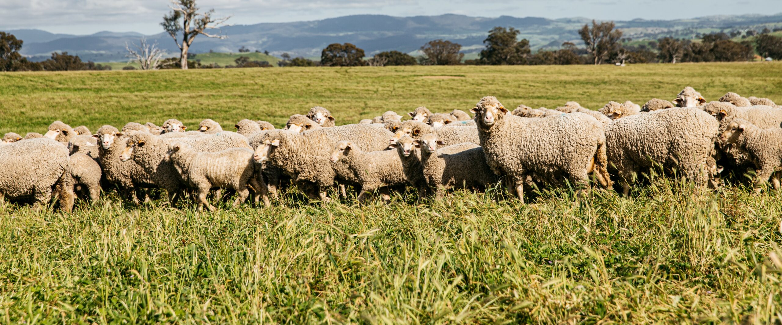 August Seasonal Focus - ParaBoss