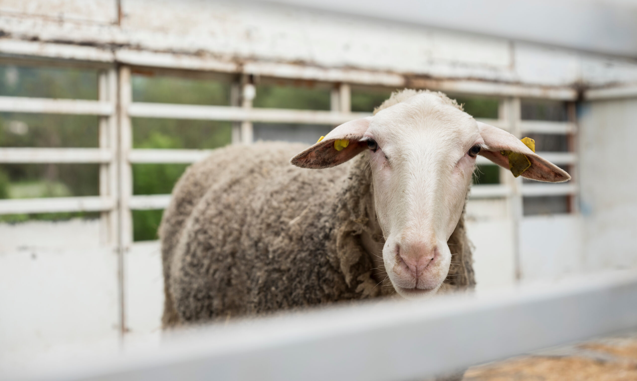Managing Lice in Sheep: From Inspection to Treatment - ParaBoss