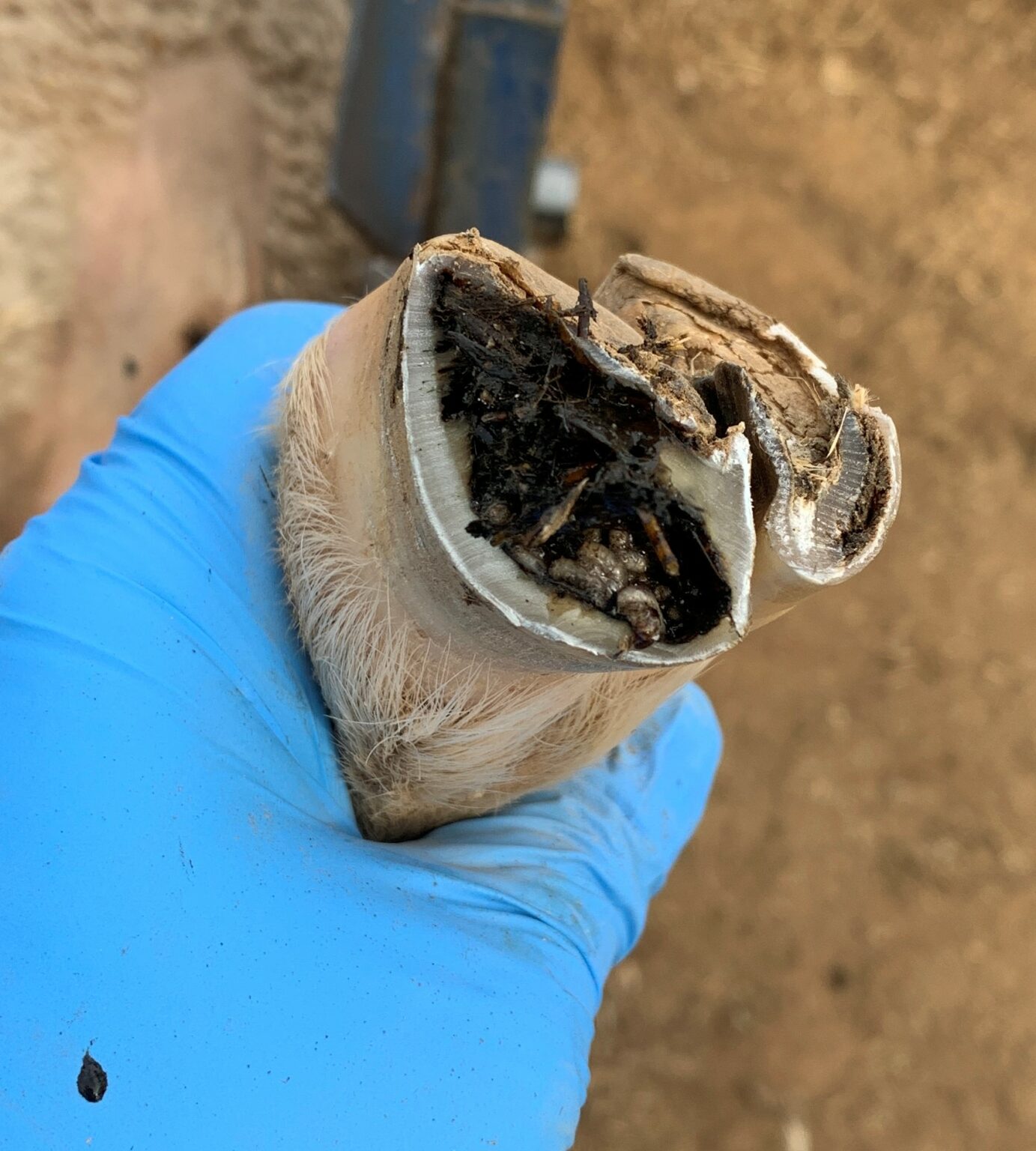 February seasonal focus - ParaBoss