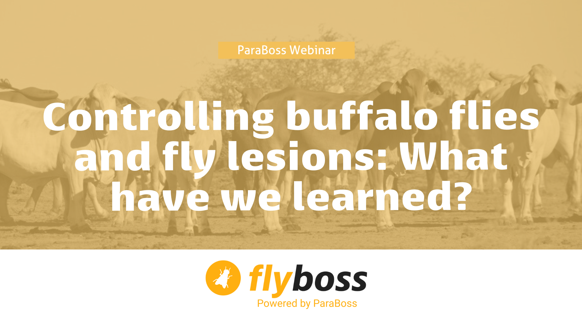 Controlling Buffalo Flies And Fly Lesions What Have We Learned Paraboss