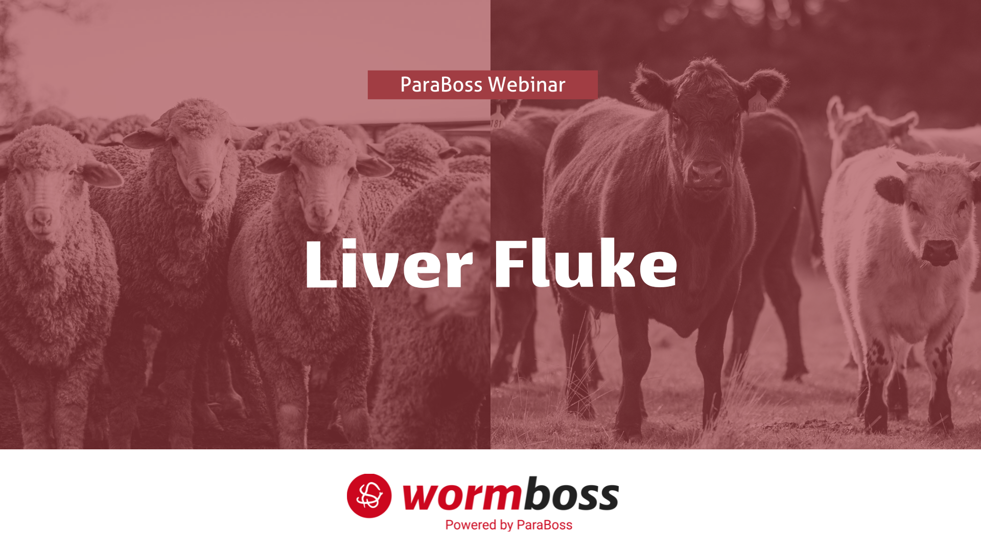 Liver Fluke - ParaBoss