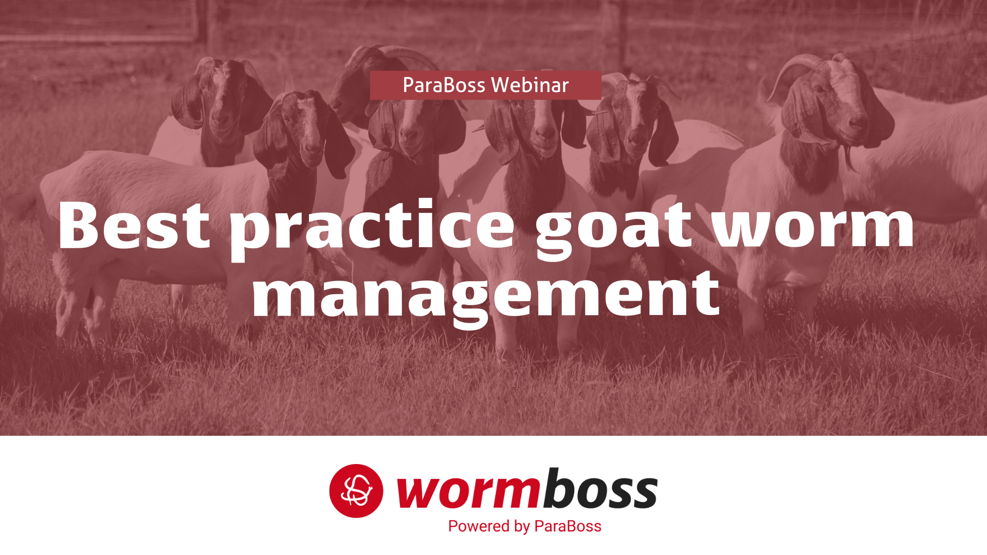 Best practice goat worm management - ParaBoss